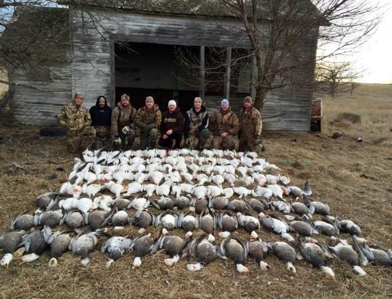 Snow Geese hunting in Spring Migration - Big Grass Outfitters